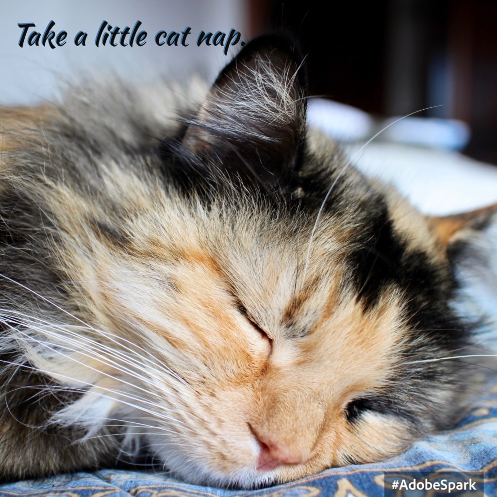 cat nap meme - Somatic Sole Barefoot Massage Therapy